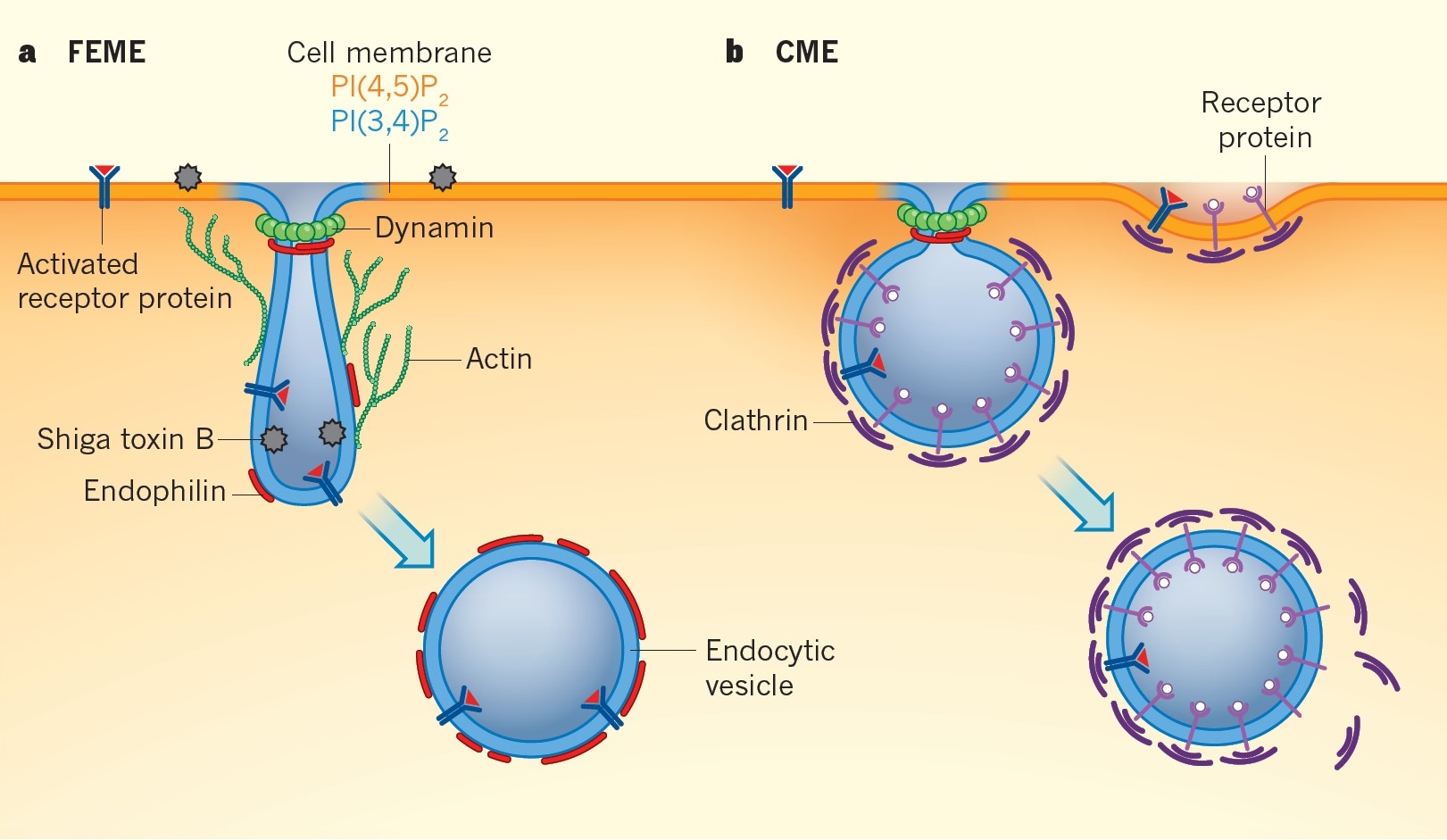 Emmanuel Boucrot ISMB – ISMB